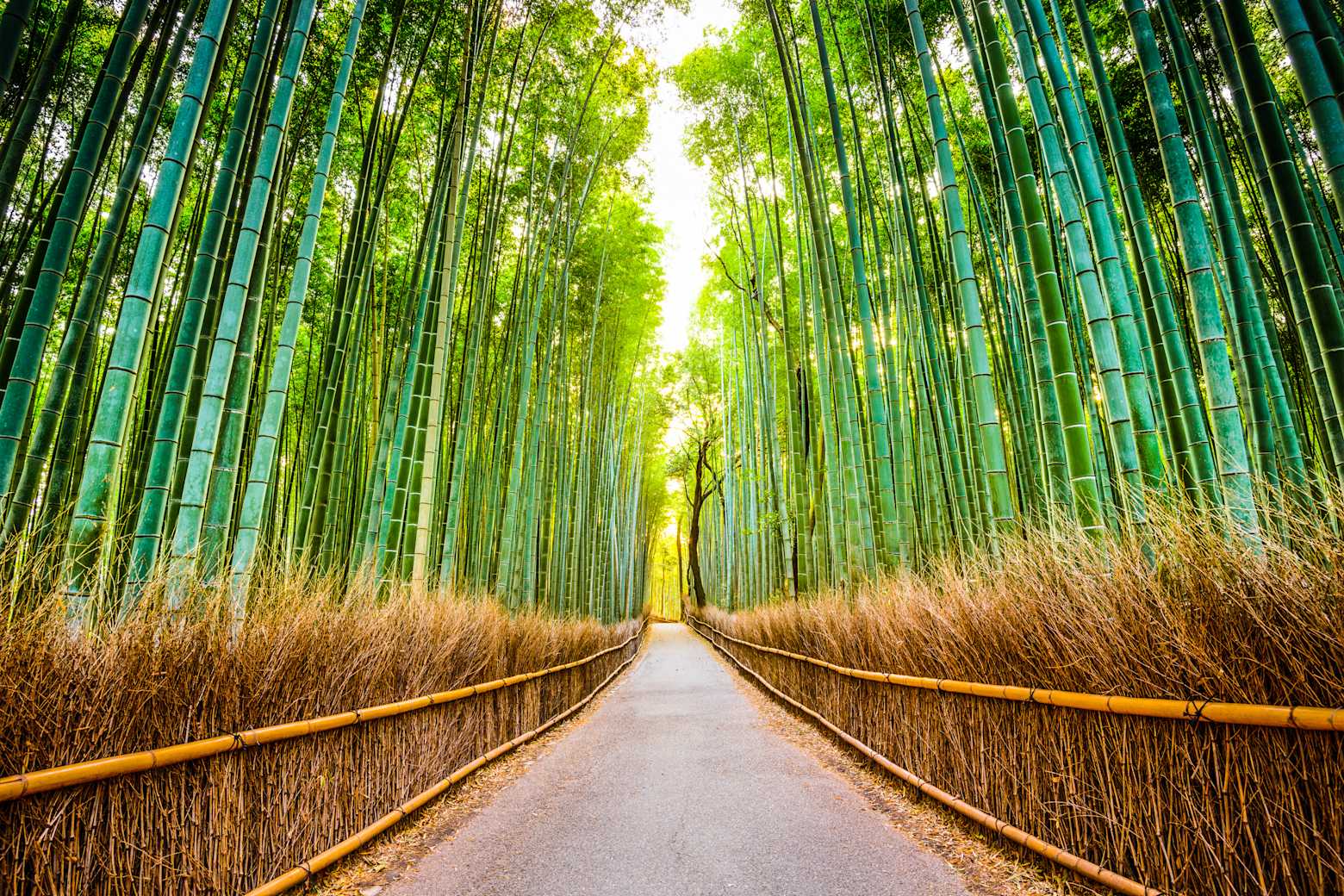 Sehenswürdigkeiten auf Ihrer Kyoto Reise | Tourlane