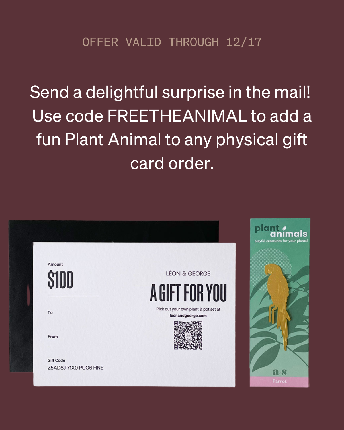 Large Bird of Paradise without pot, potted plant, shipped by Léon & George