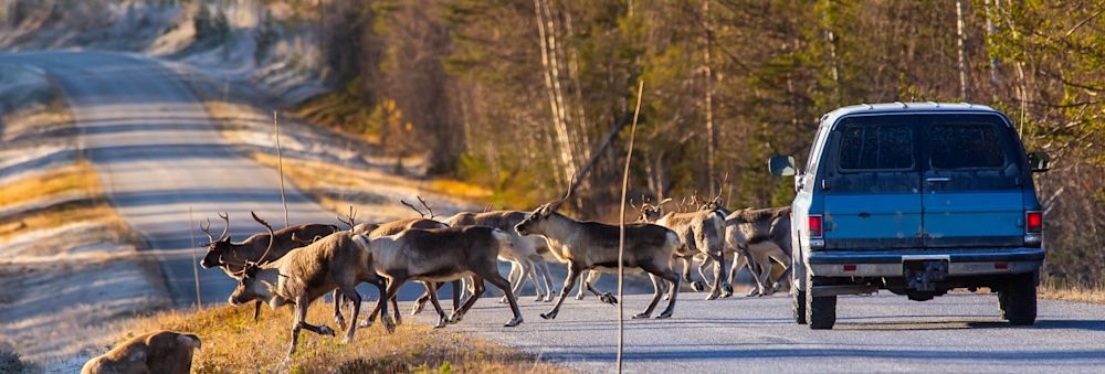 Animal Crossing: Preventing Wildlife-Vehicle Collisions