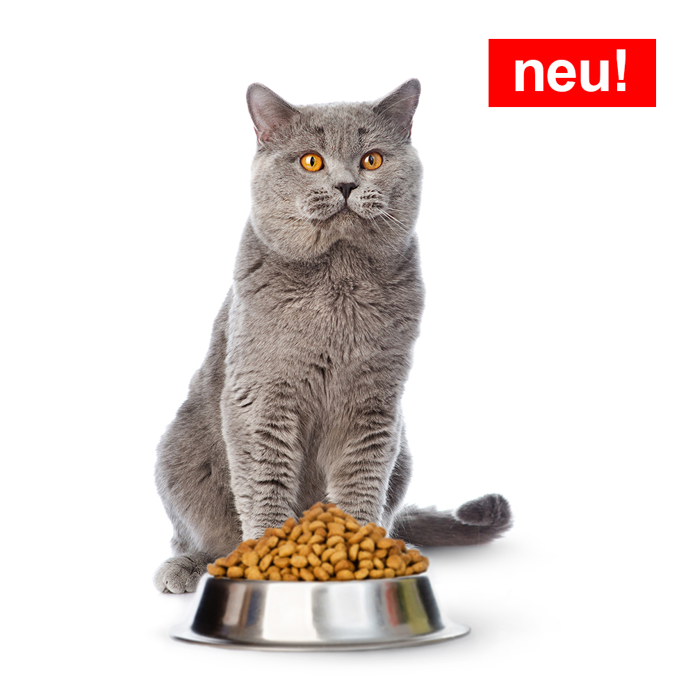 Grosse Schnäppchenecke für Katzen | bitiba.ch