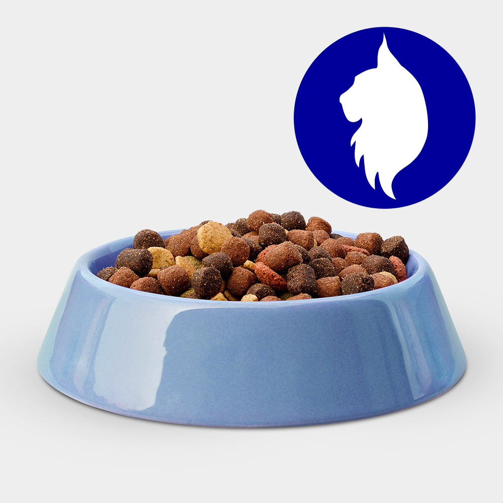 Kattenvoer: droogvoer - Aantrekkelijke prijzen op bitiba!