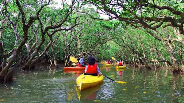 Discover Japan: Forest Bathing and Spiritual Connections | Kyushu ...