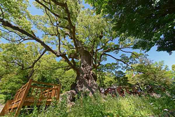 Kamo no Okusu Camphor Tree | Kyushu Tourism Organization | Visit Kyushu