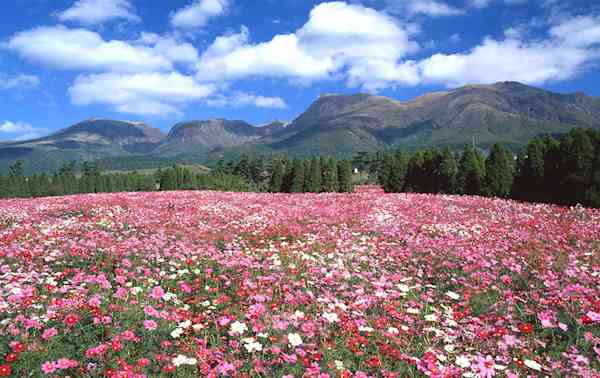 Kuju Flower Park | Kyushu Tourism Organization | Visit Kyushu