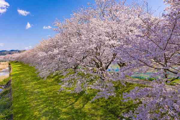 Ukiha, The Cherry Blossom Tree Path of Nagarekawa | Kyushu Tourism ...