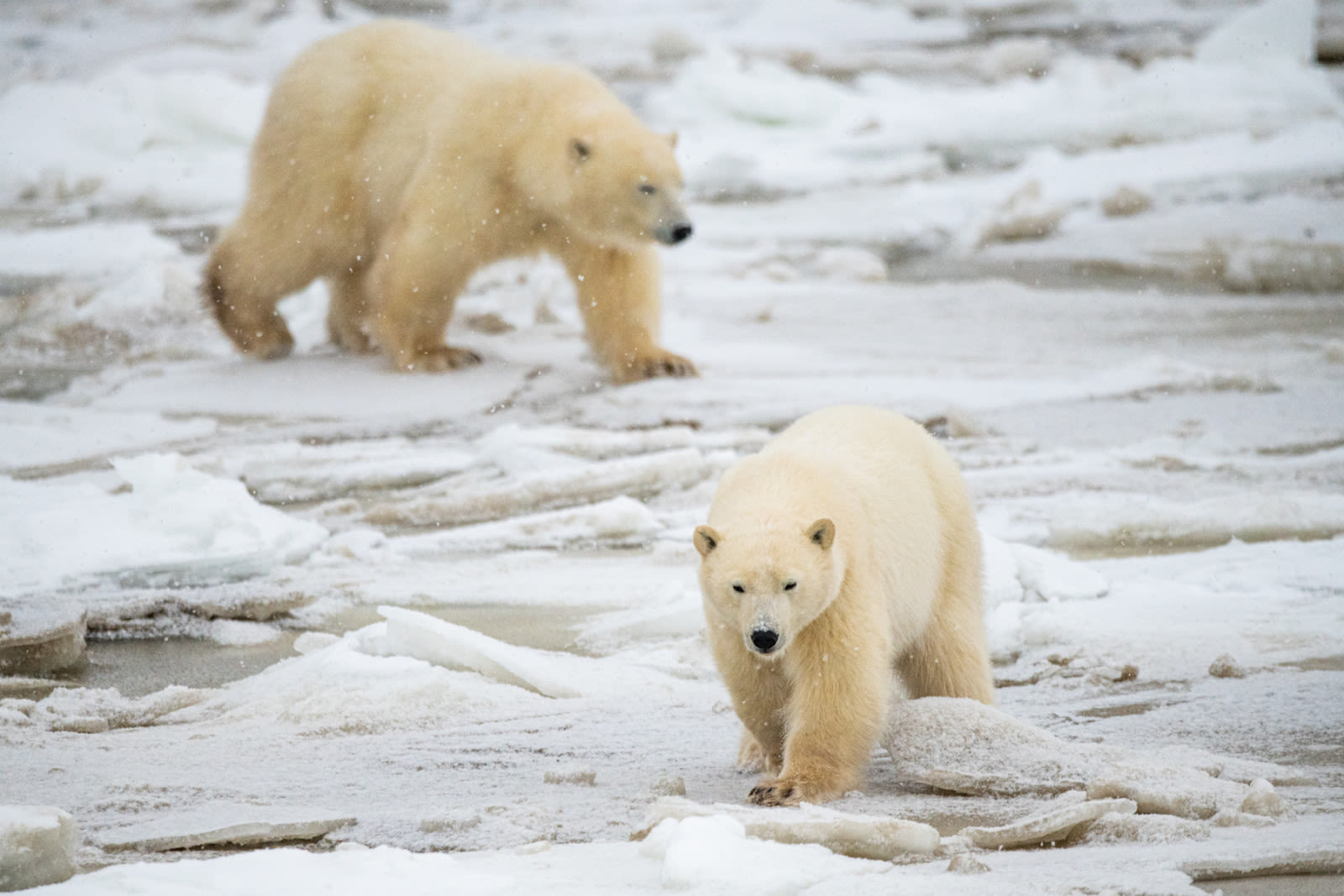 On the ground in Churchill: Polar bears fight for survival as ice ...