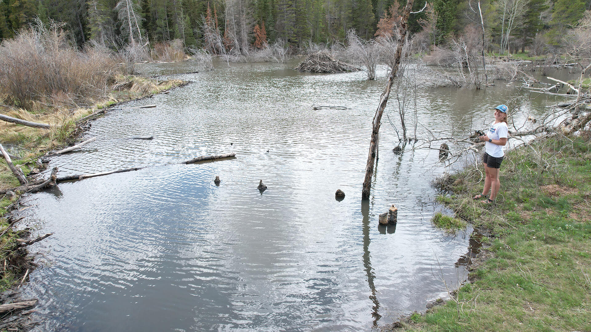 Why beavers are a good ally in the fight against climate change - The ...