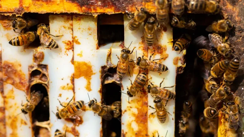 University builds buzz for bees with cameras showing world of hives ...