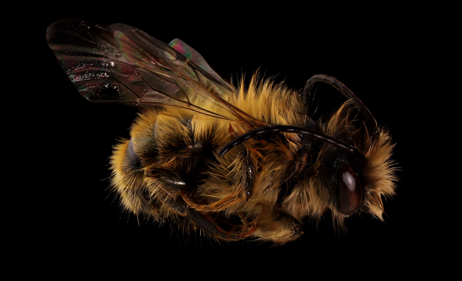 Native bee in Canada under attack from newfound invasive species - The ...