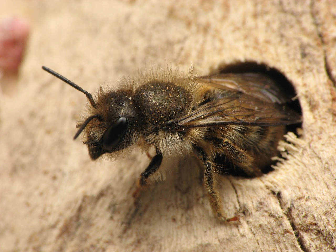 Native bee in Canada under attack from newfound invasive species - The ...
