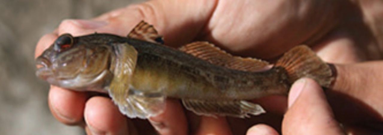 Don't dispose of pet fish into public waterways, experts say - The ...