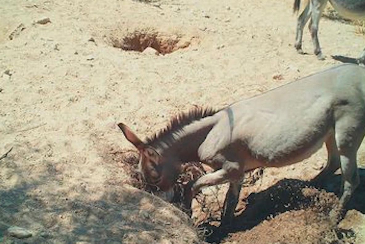 Feral horses, donkeys dig desert holes to hydrate biodiversity - The ...