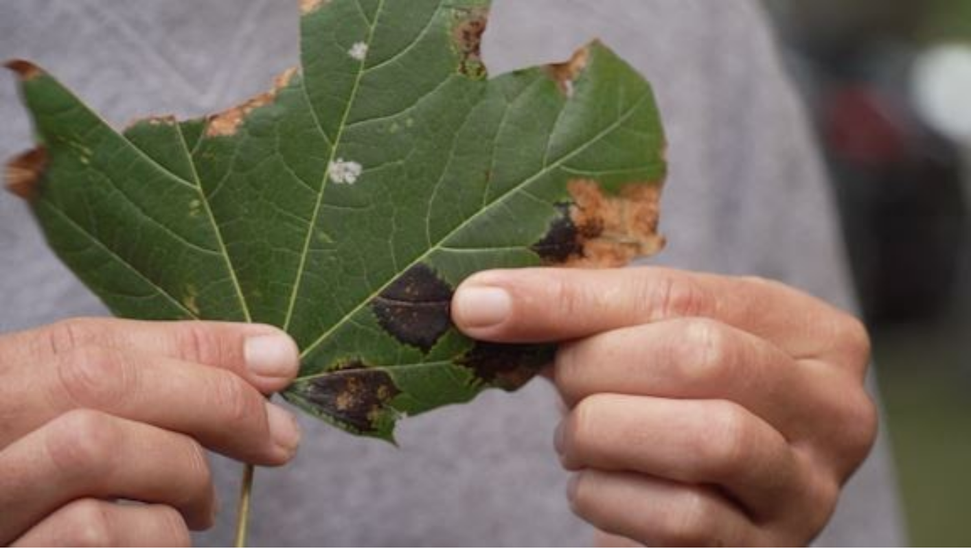 ‘Highly invasive’ tree putting our iconic sugar maple at risk - The ...