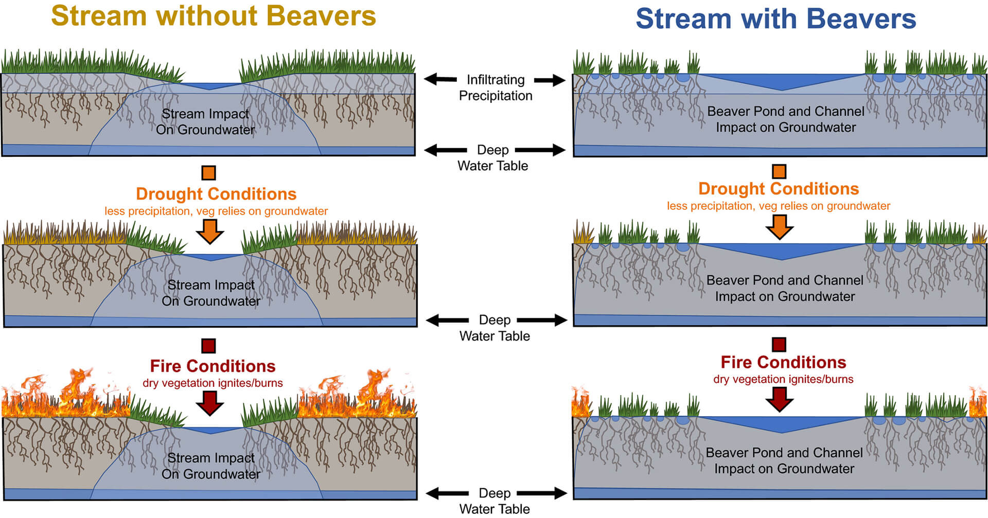 Why beavers are a good ally in the fight against climate change - The ...