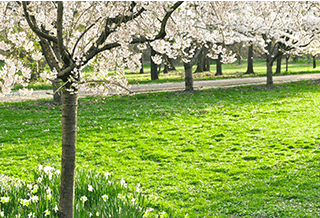 Pollen Count Today | REACTINE® Canada