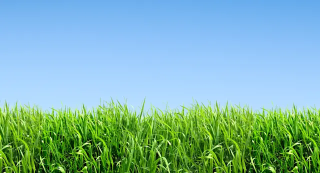 Pollen | Allergies au pollen des graminées | REACTINE®