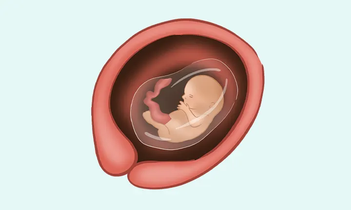 13 Weeks Pregnant: Symptoms & Baby Development | Pampers CA