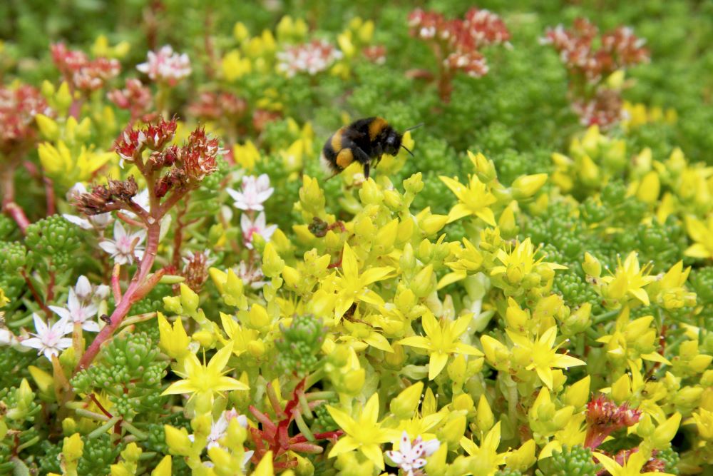 BMI UK | Green Roofs