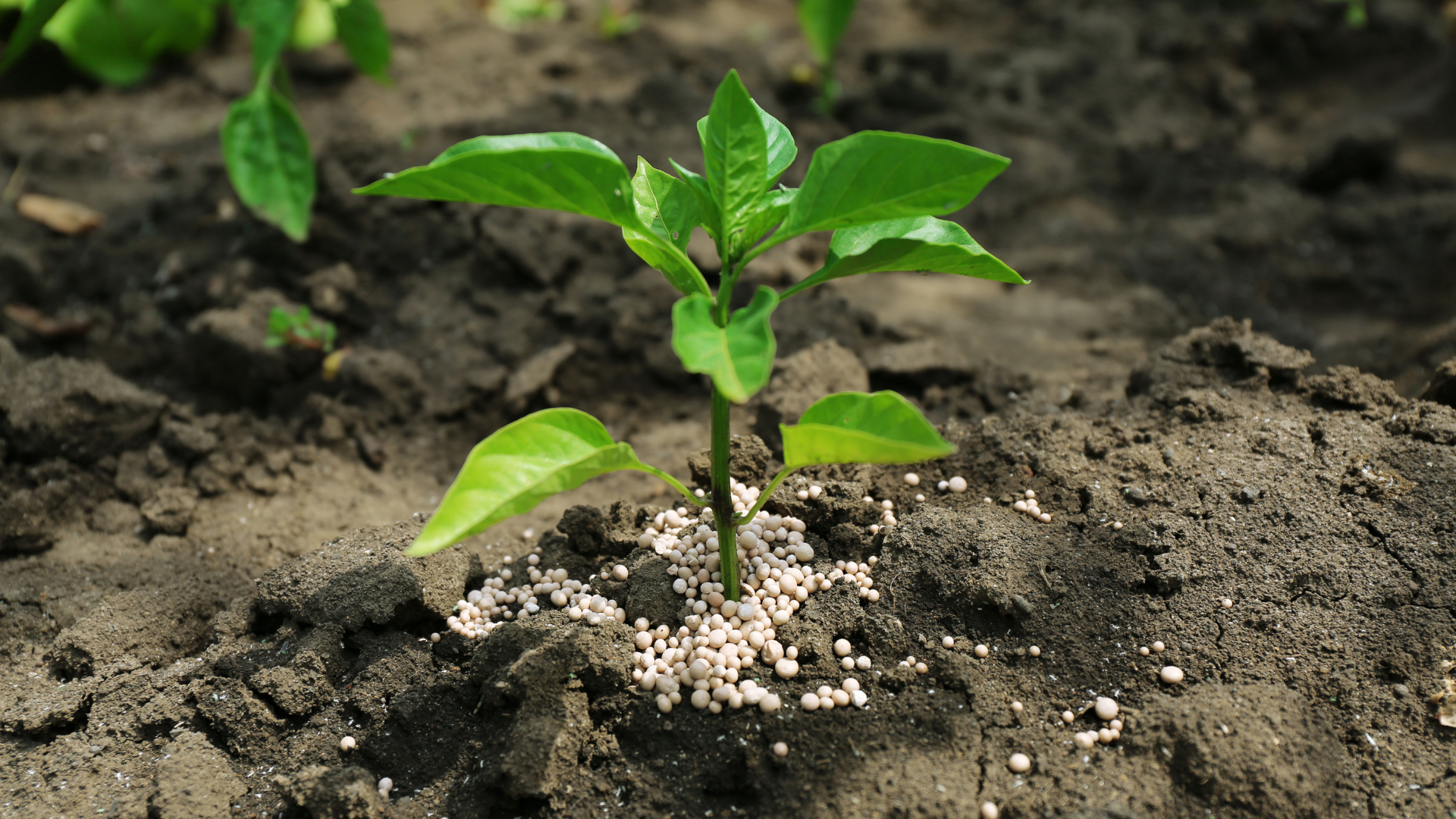 Identifier les leviers pour optimiser sa stratégie de fertilisation