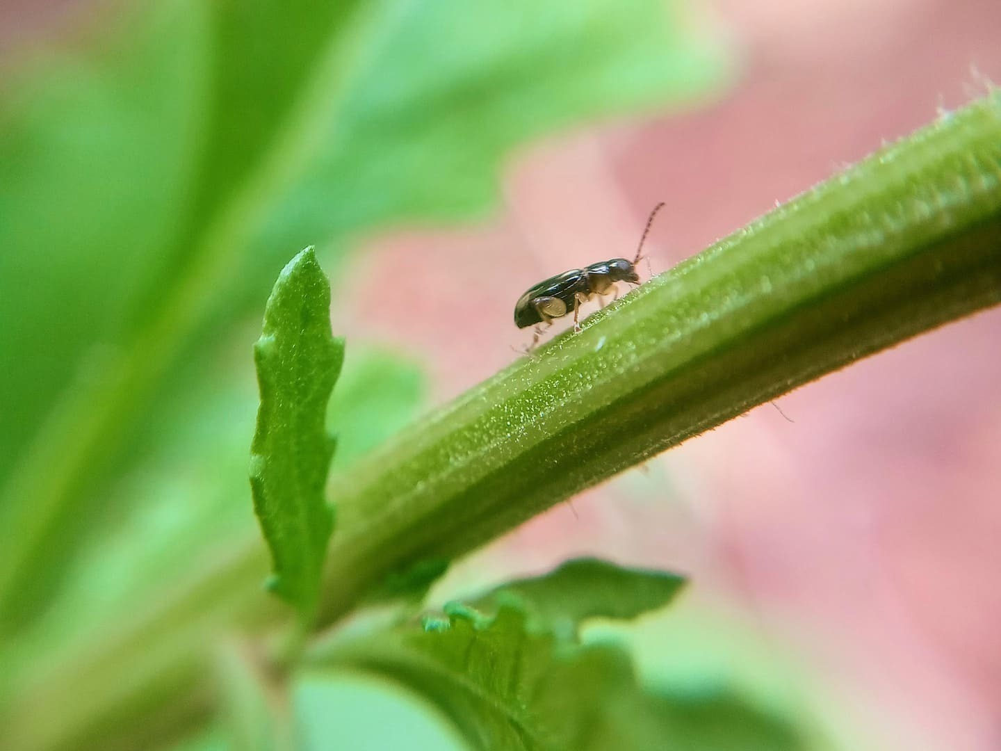 Comment lutter contre les altises ? | Farmi