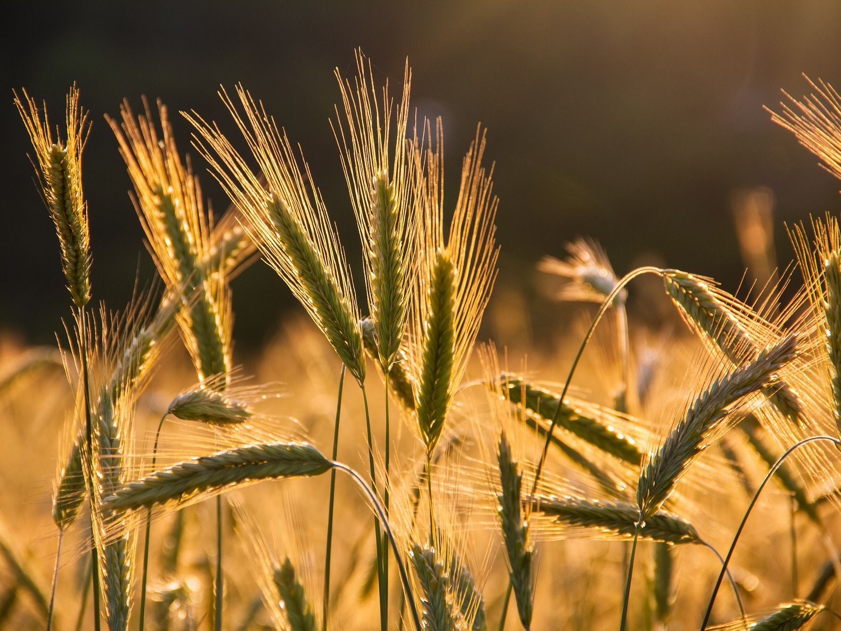 La moisson 2021 | Farmi