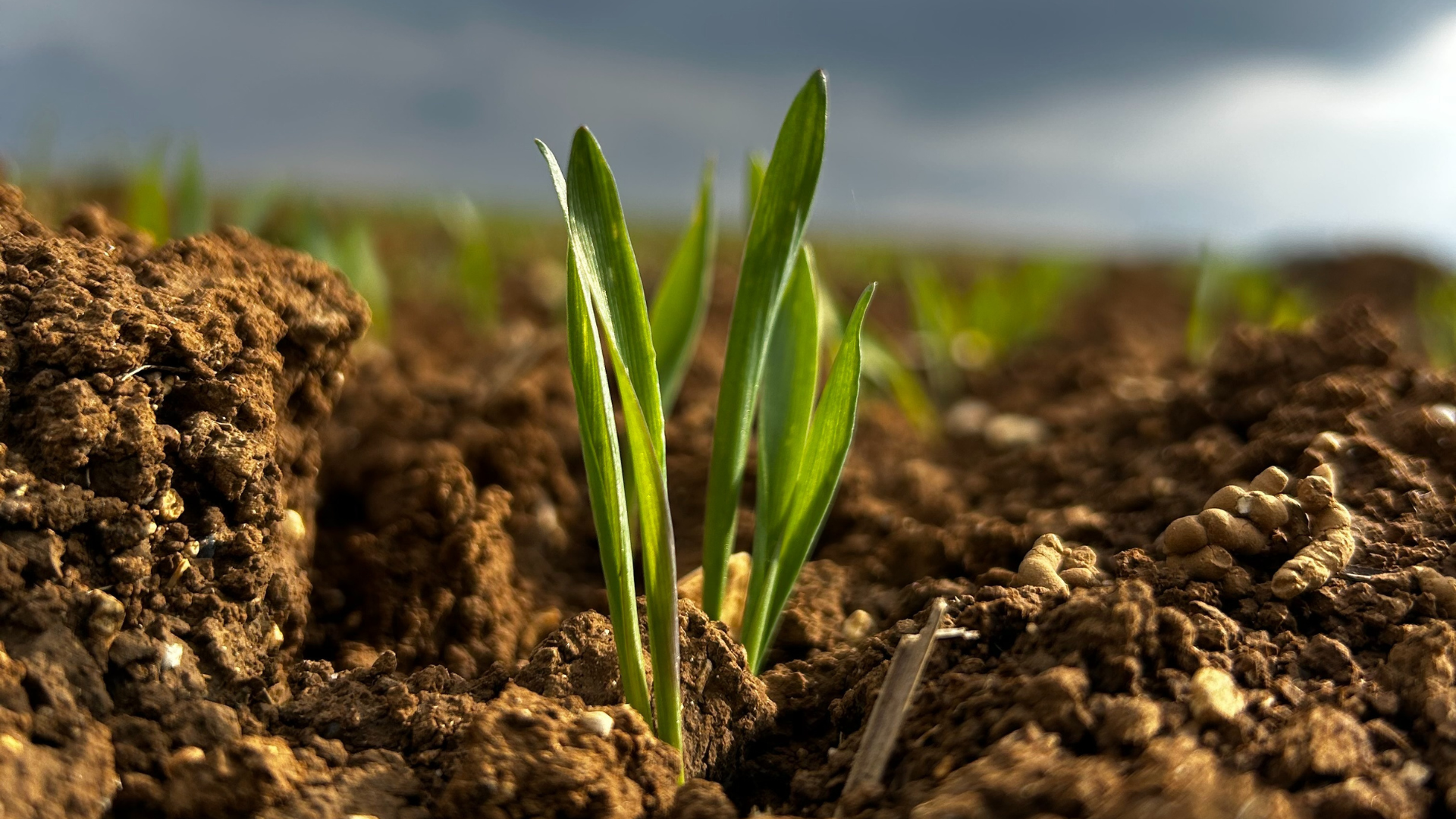 Sécurisez l’implantation et protégez vos semences avec l’OptiSEED Concept