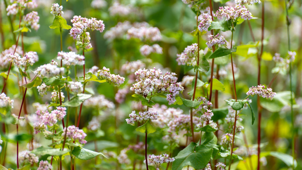 Les CIPAN ont plus d’un atout dans leurs racines