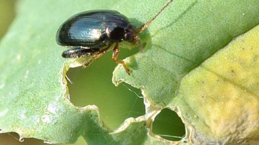 Protection contre les ALTISES – Utilisation du MINECTO GOLD | Farmi