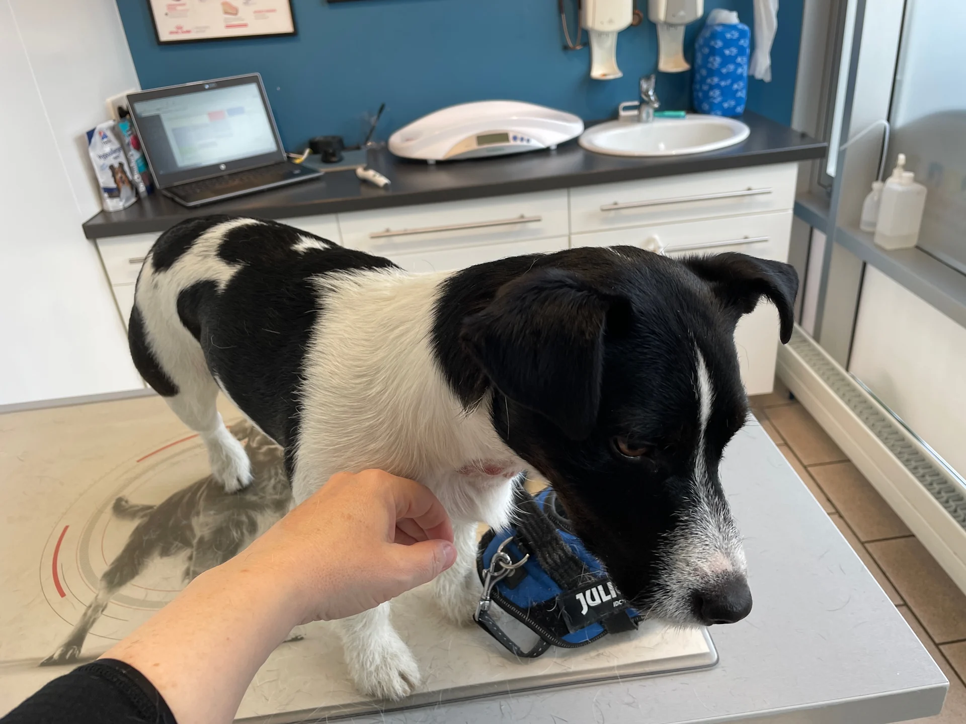 Ensuring the integrity of animal medications through real-time monitoring