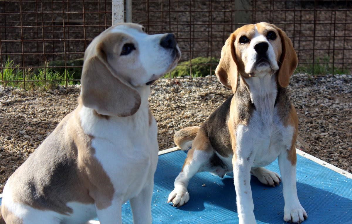 The royal baby inspiring a rise in the popularity of the name Archie ...