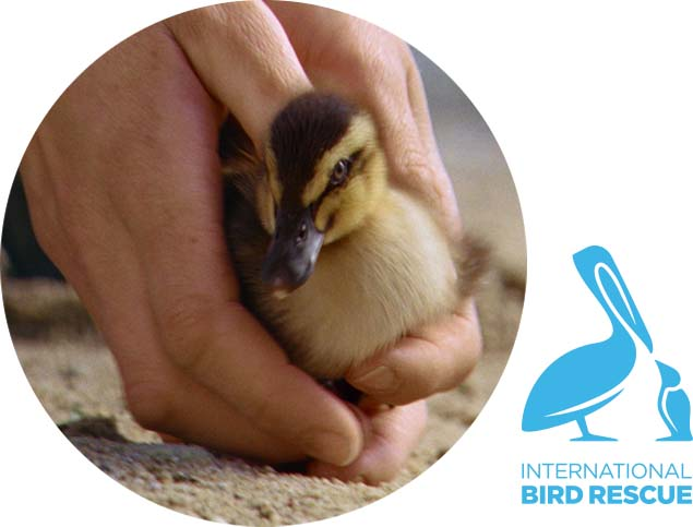 Dawn Helps Save Wildlife | Dawn Dish Soap