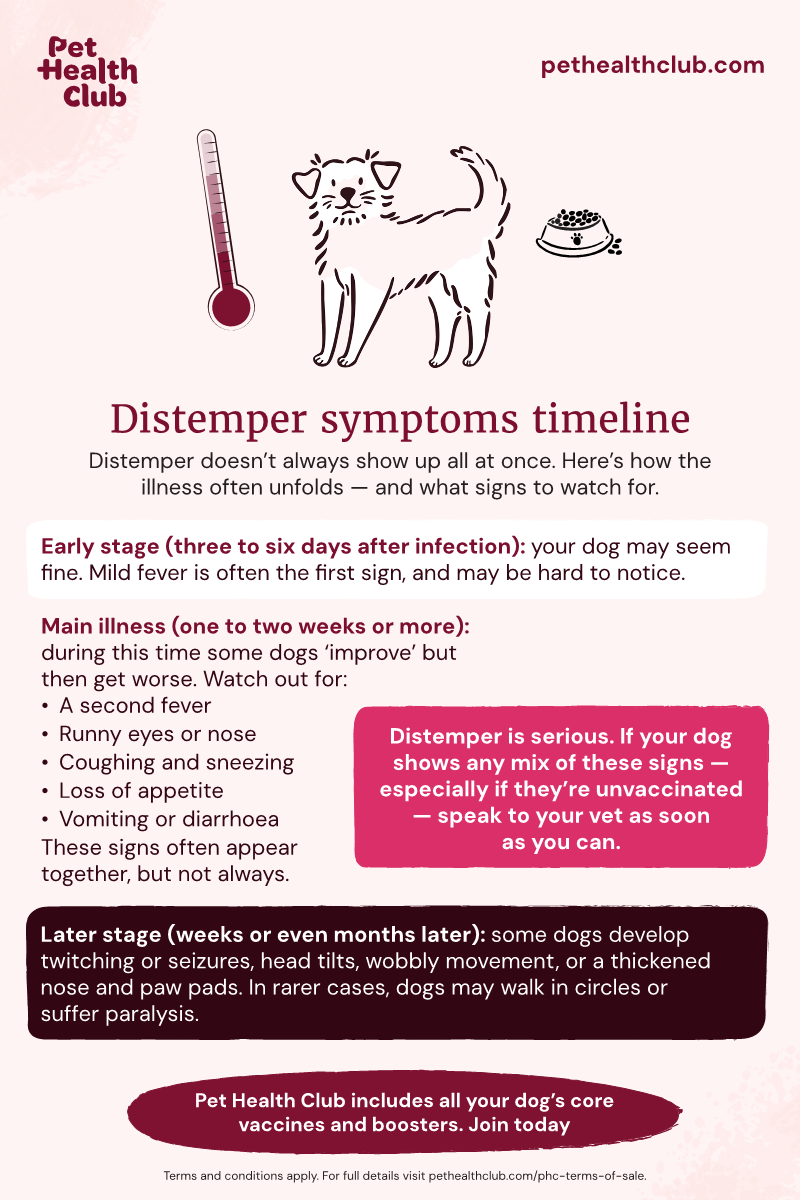 Distemper Symptoms In Dogs Timeline