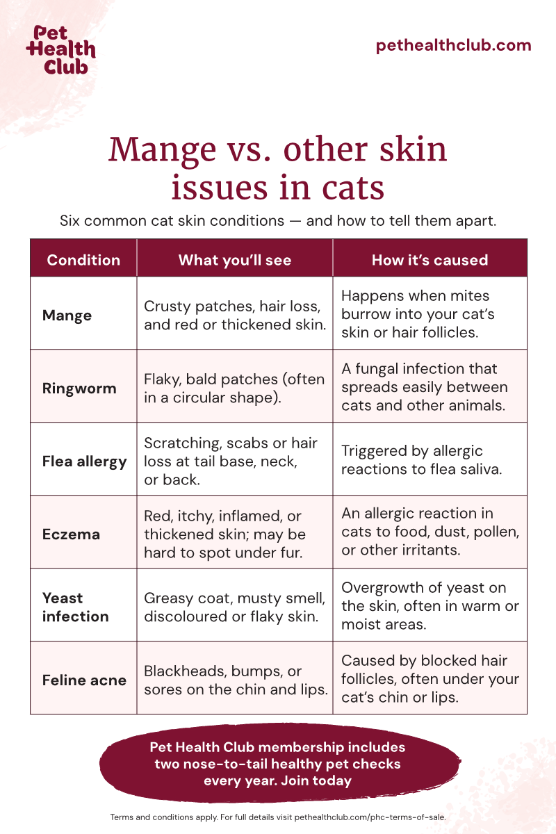 How Do I Treat Mange On A Cat