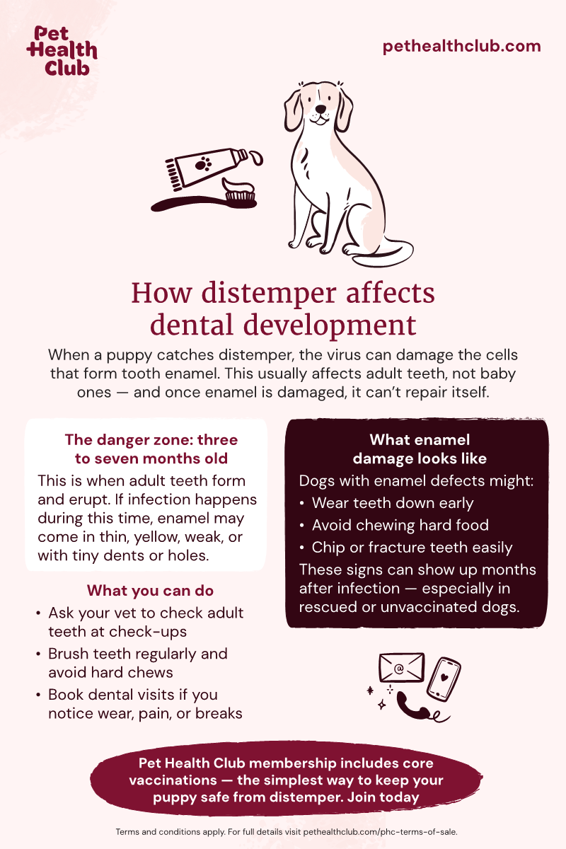 Distemper Symptoms In Dogs Timeline
