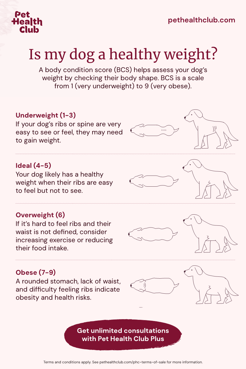 dog shape chart