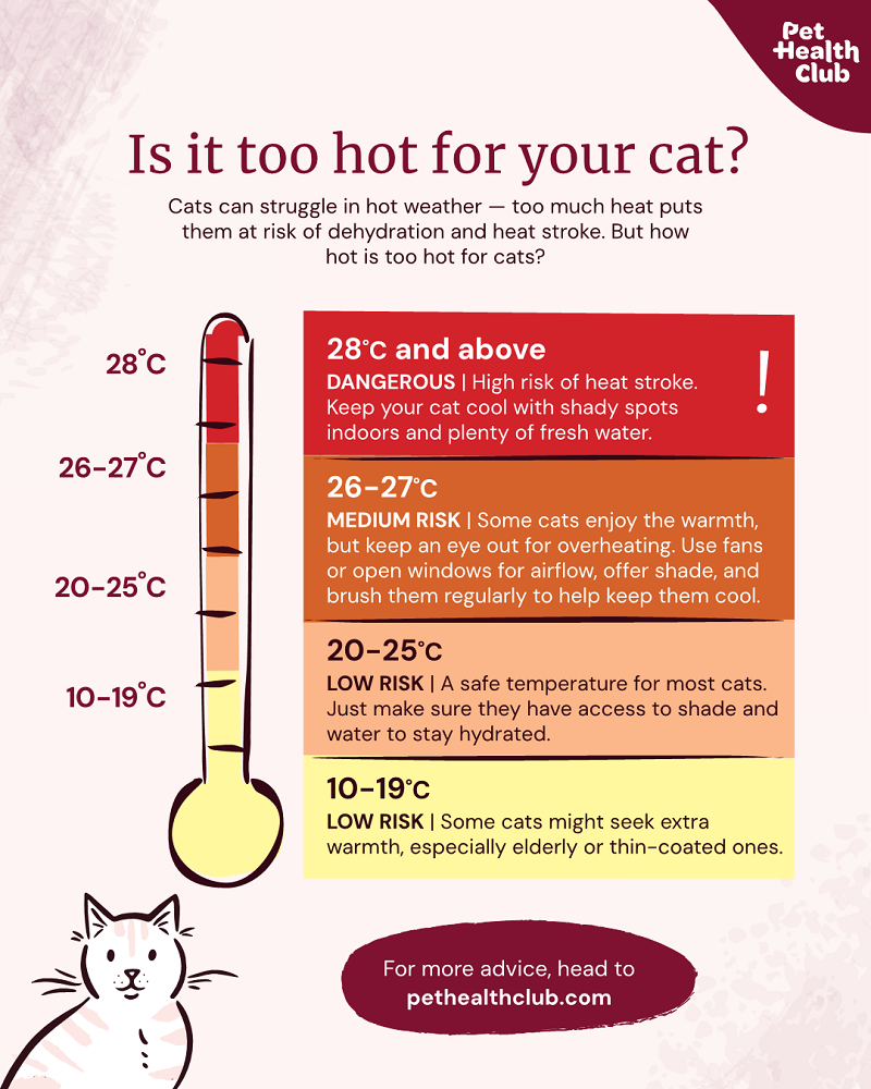 my cat hyperventilating