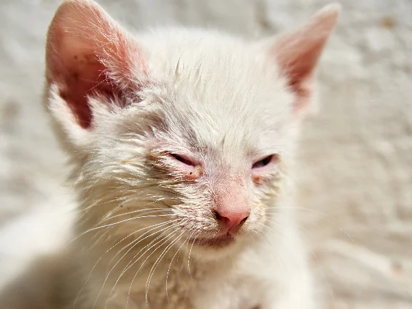 Conjunctivitis In Cats