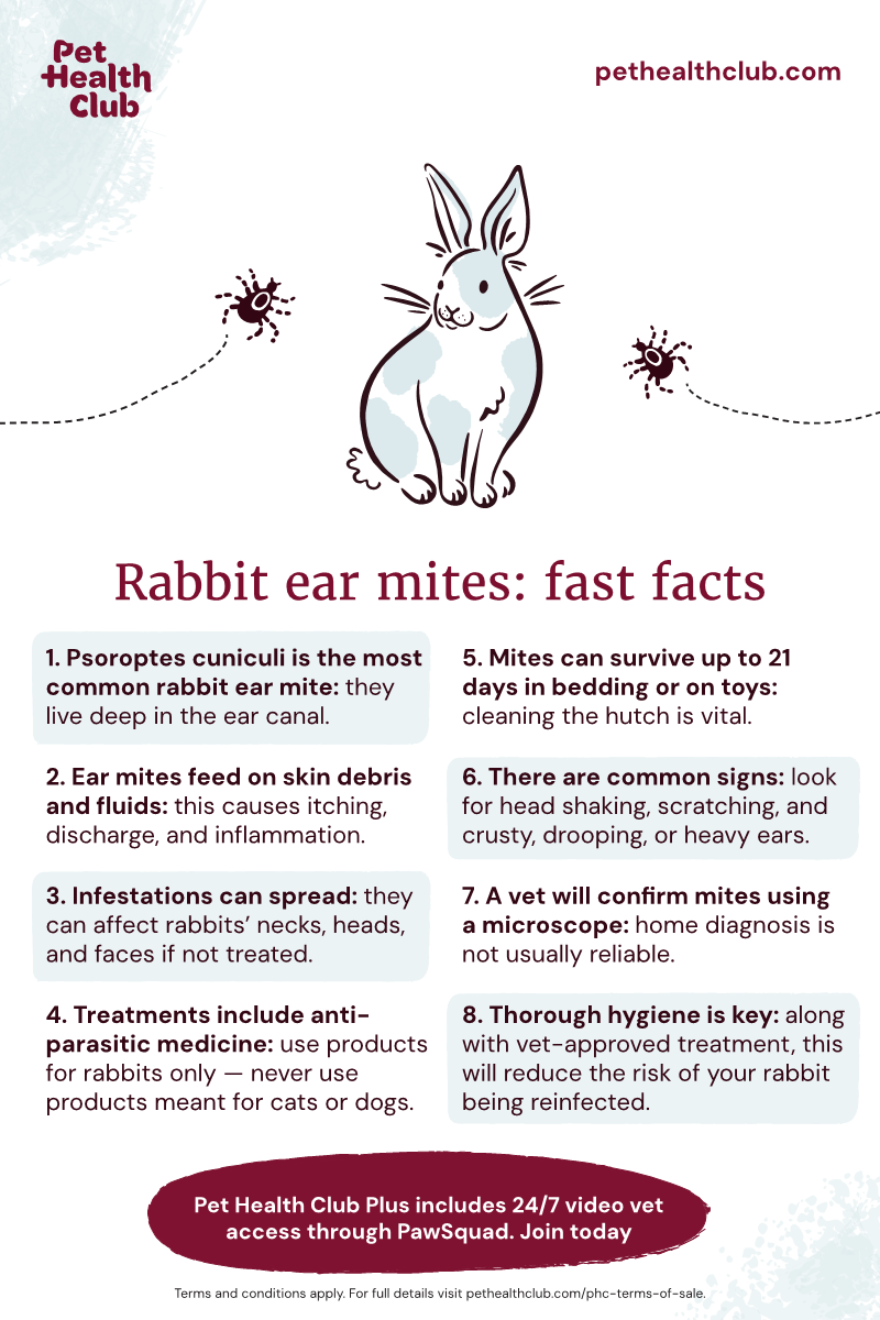 Ear Mite Rash On Humans