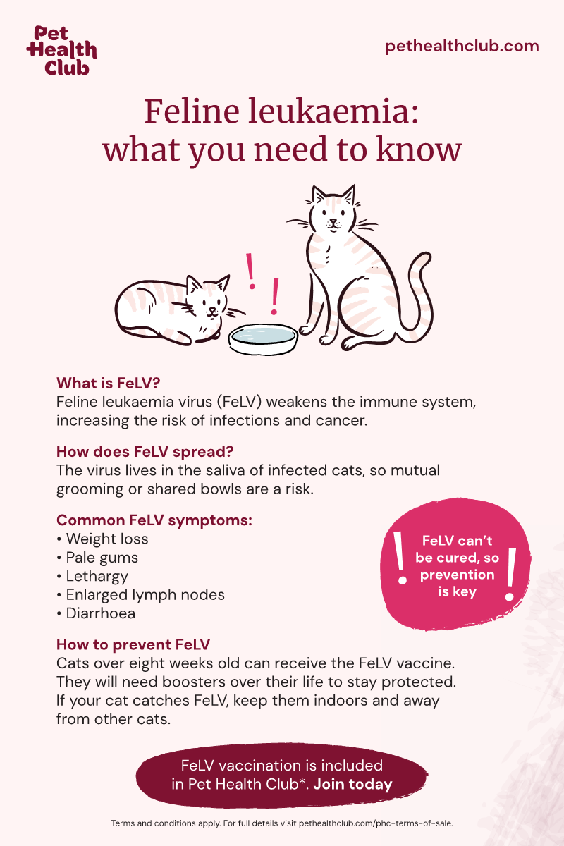 Methemoglobinemia Symptoms In Cats