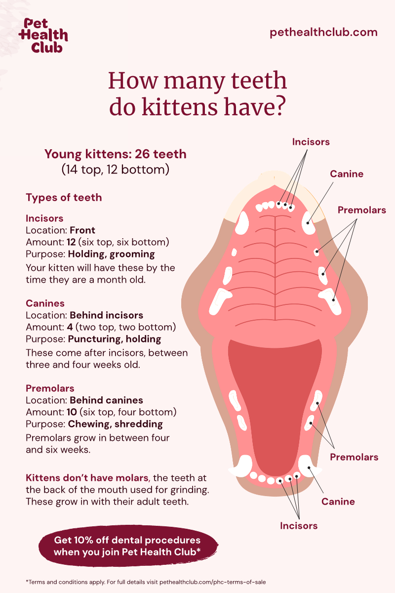 What Do Teething Bottom Gums Look Like In Cats - Infoupdate.org