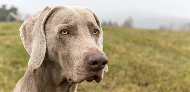Weimaraner Dog Breed