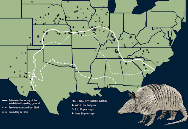 Movin' On Up: Armadillos are Expanding | Discover Magazine