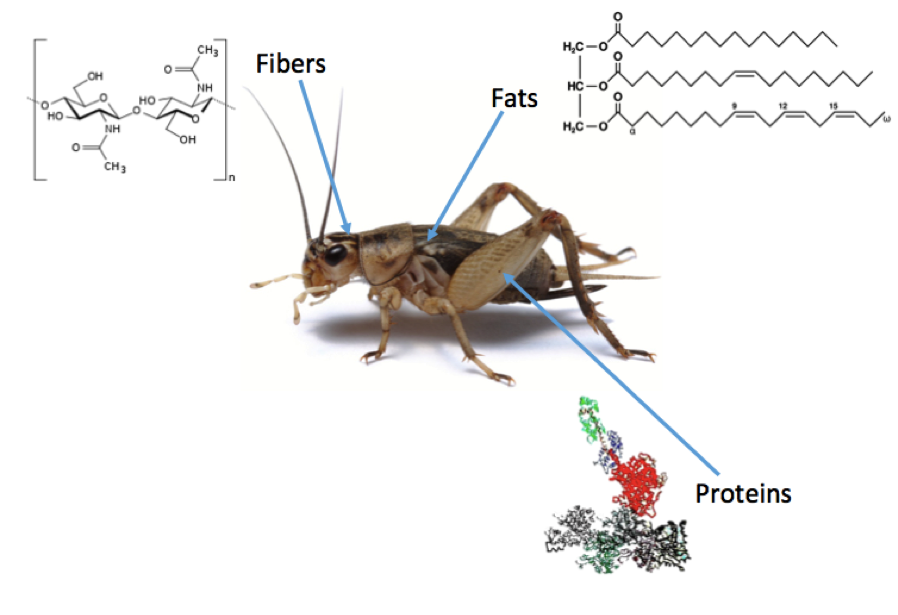 Edible Insect Ingredients: Sustainable Protein | Discover Magazine