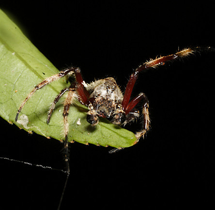 Scientists Catch Male Spiders Giving Oral Sex Discover Magazine