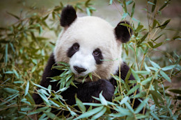 Until Relatively Recently Giant Pandas Ate Much More Than Bamboo