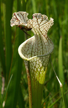 Recently Discovered Carnivorous Plant Eats Bugs Rats Discover Magazine
