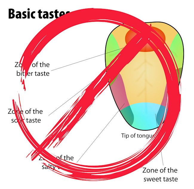 Scientists Propose a Sixth Basic Taste: Fat | Discover Magazine Scientists Propose a Sixth Basic Taste: Fat | Discover Magazine