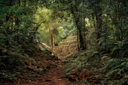 How The Ancient Maya Practiced Sustainable Agriculture Discover Magazine