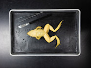 Virtual Frog Dissection Frog Guts Methodpsawe