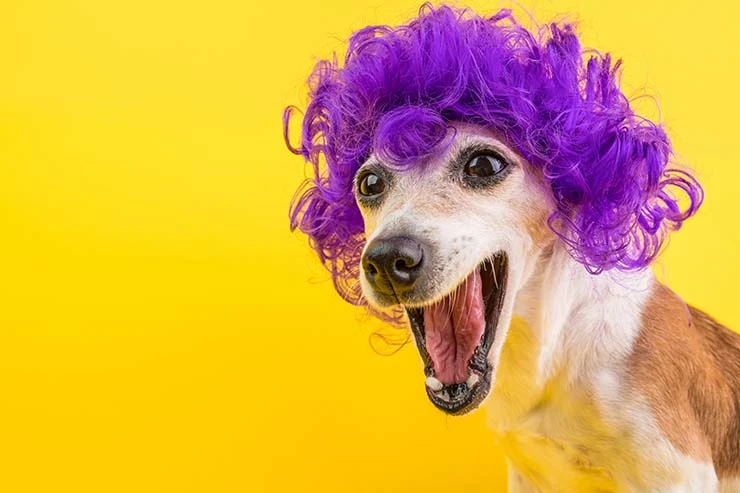 Why Did The Dog Get Embarrassed why-did-the-dog-get-embarrassed